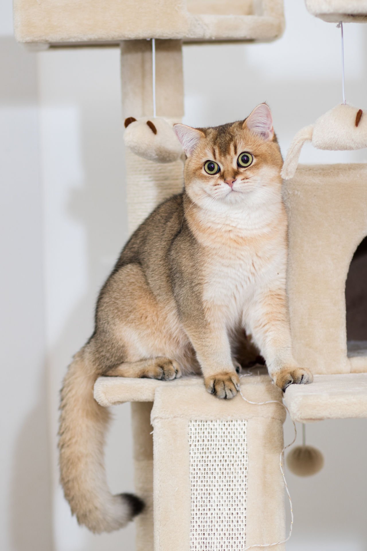 Teddy - Cats Bring Joy