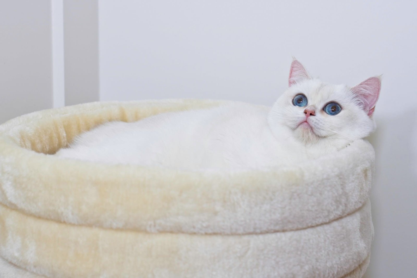 Ursa - Cats Bring Joy