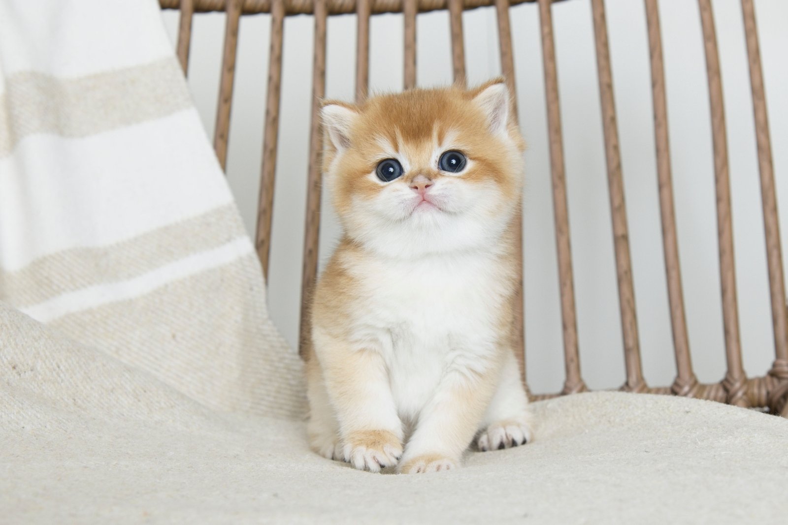 Golden British Shorthair Kittens For Sale - Cats Bring Joy