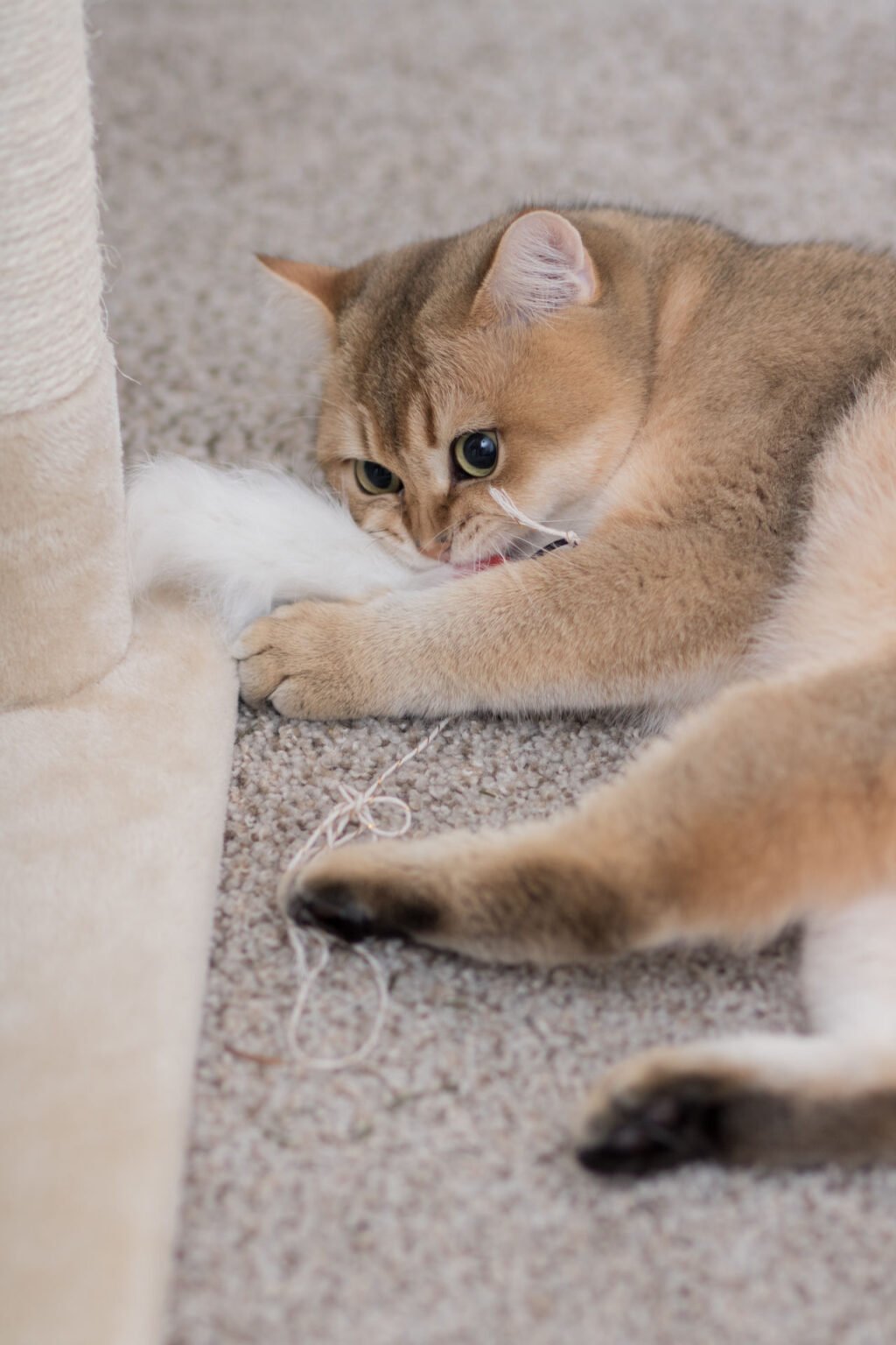 Golden British Shorthair Kittens For Sale - Cats Bring Joy