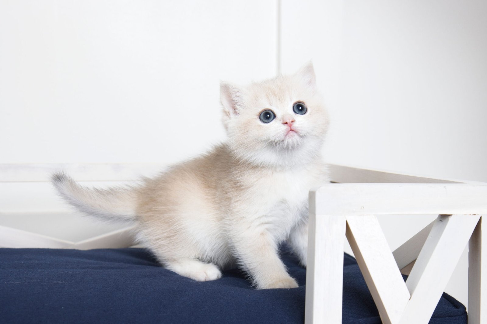 Golden British Shorthair Kittens For Sale - Cats Bring Joy