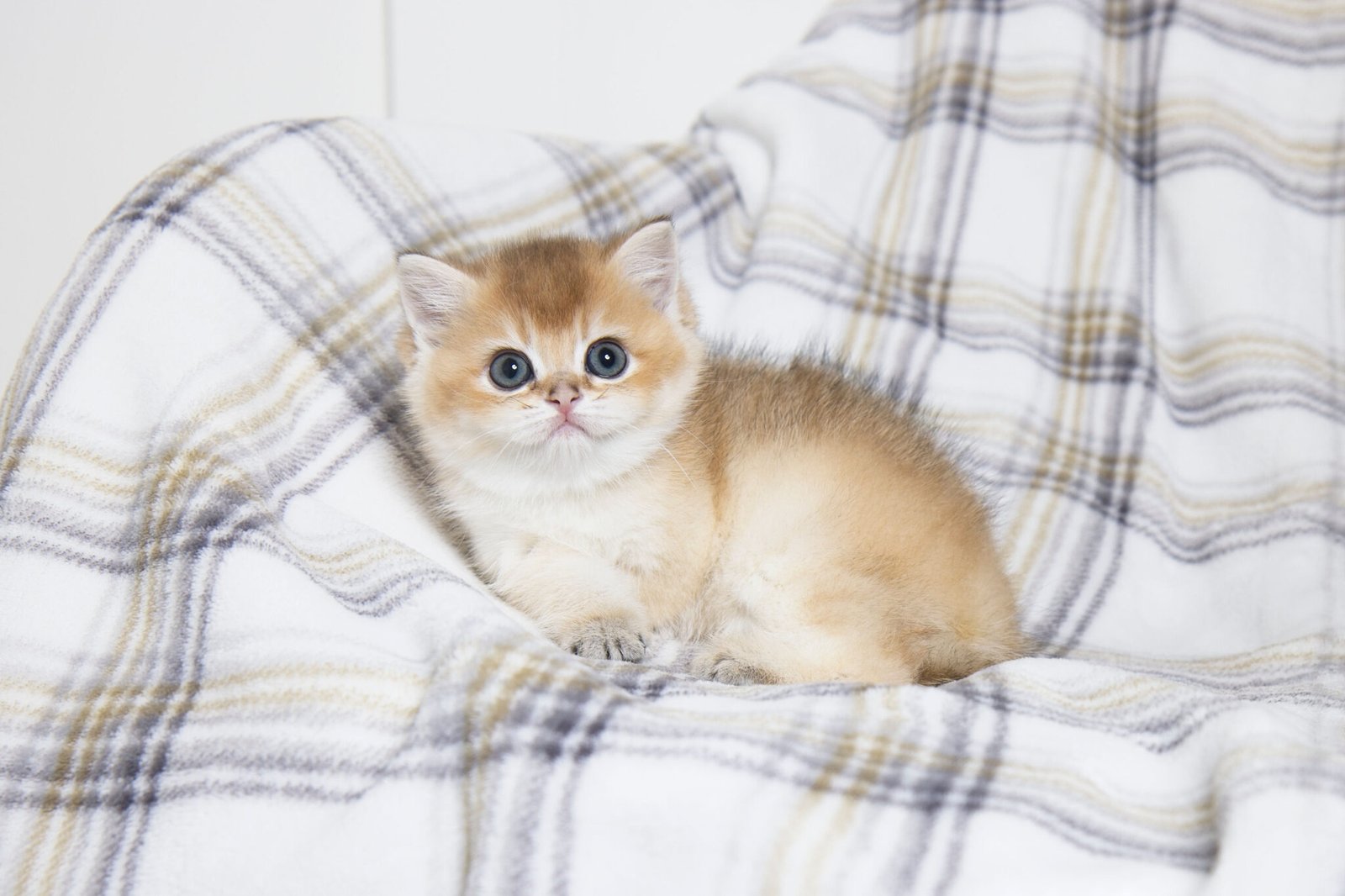 Golden British Shorthair Kittens For Sale - Cats Bring Joy