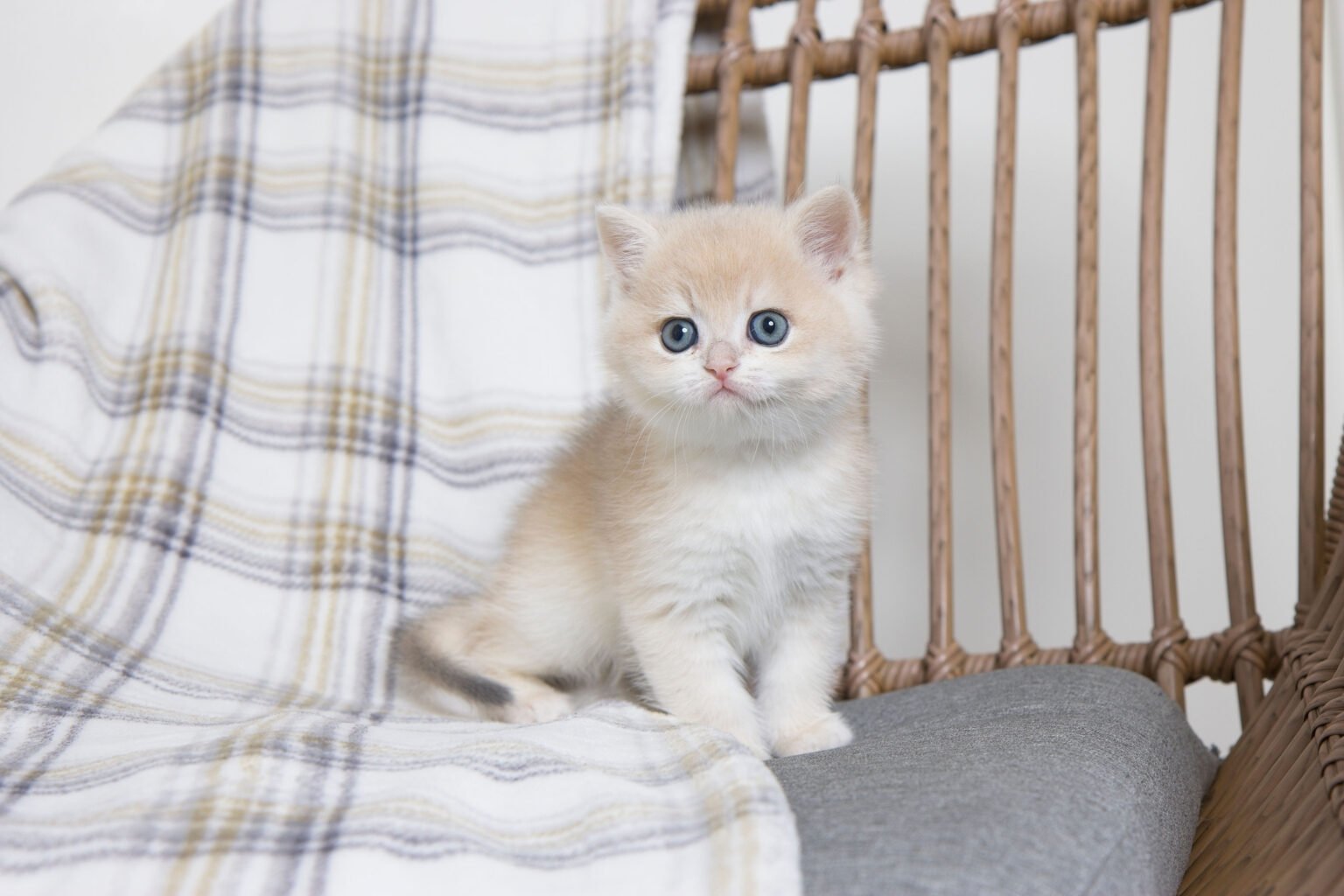 Golden British Shorthair Kittens For Sale - Cats Bring Joy