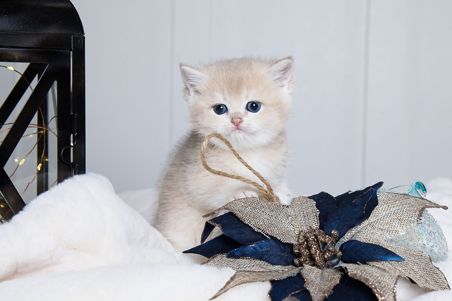 Golden British Shorthair Kittens For Sale - Cats Bring Joy