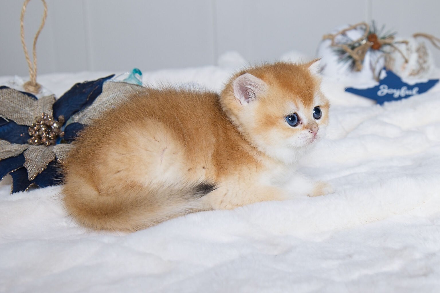 Golden British Shorthair Kittens For Sale - Cats Bring Joy