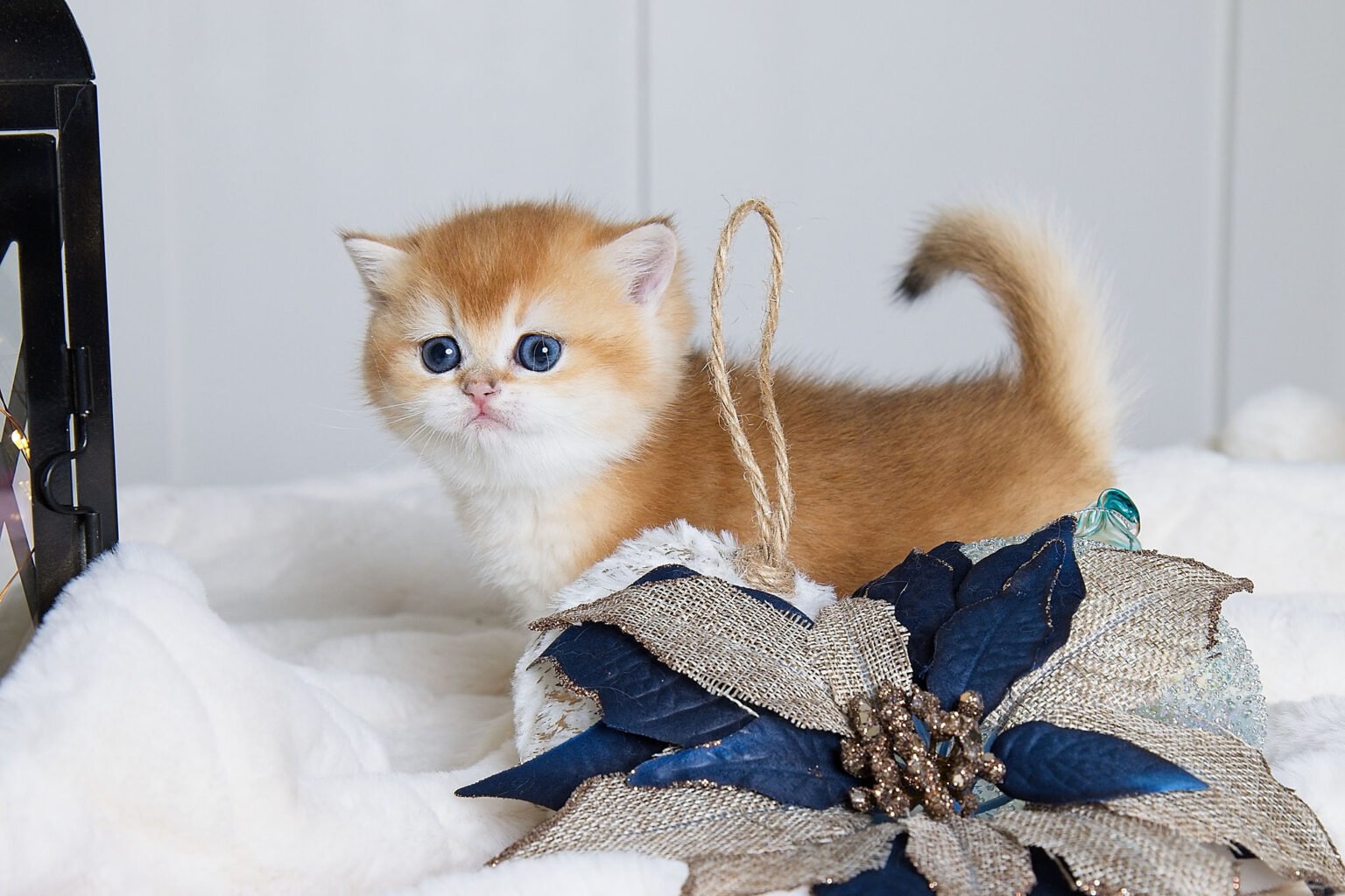 Golden British Shorthair Kittens For Sale - Cats Bring Joy