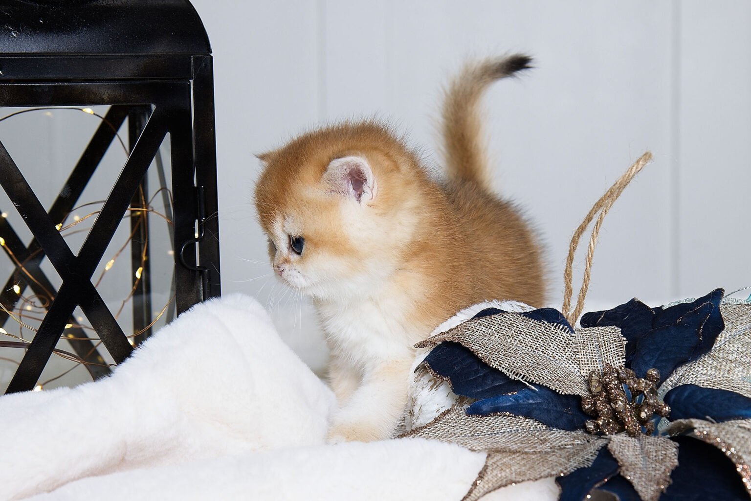 Golden British Shorthair Kittens For Sale - Cats Bring Joy