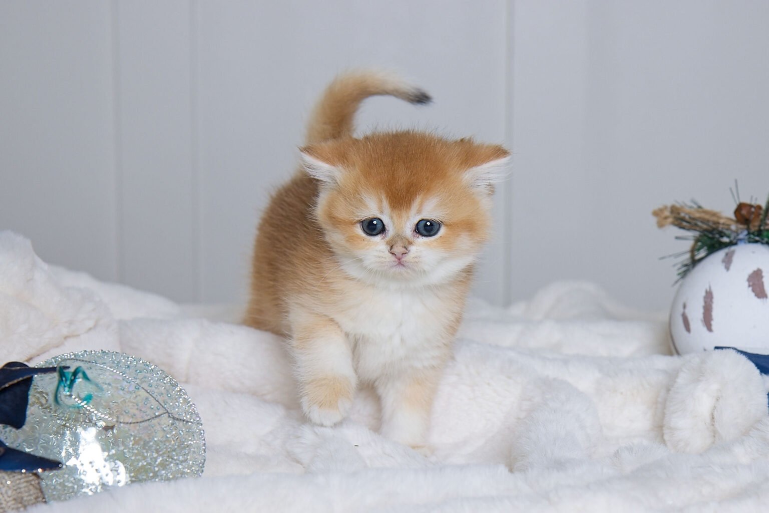 Golden British Shorthair Kittens For Sale - Cats Bring Joy