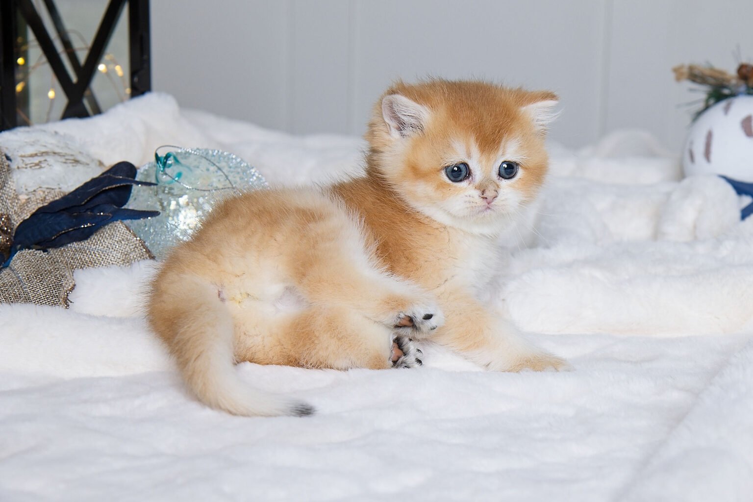 Golden British Shorthair Kittens For Sale - Cats Bring Joy
