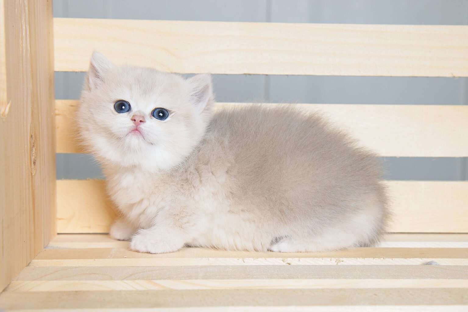 Golden British Shorthair Kittens For Sale - Cats Bring Joy
