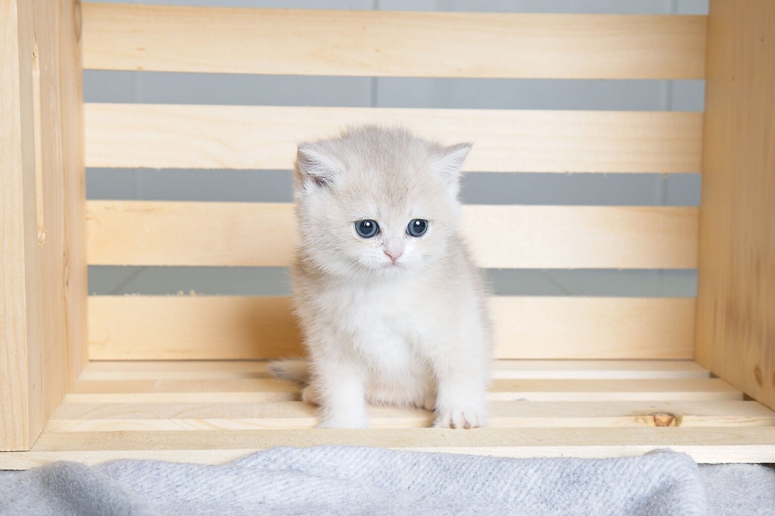 Golden British Shorthair Kittens For Sale - Cats Bring Joy