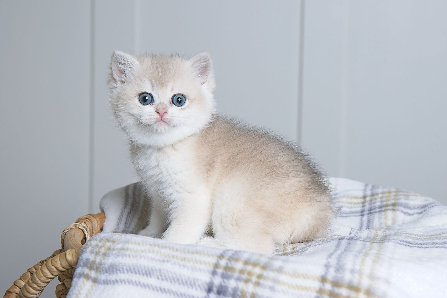 Golden British Shorthair Kittens For Sale - Cats Bring Joy