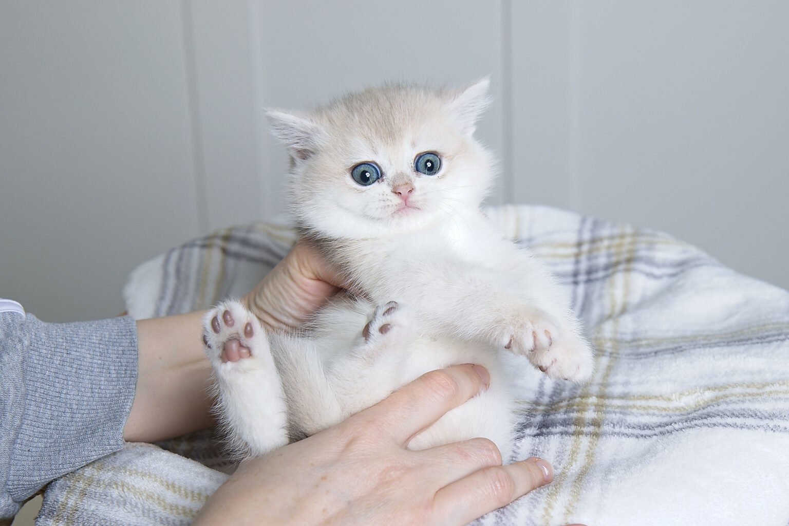 Golden British Shorthair Kittens For Sale - Cats Bring Joy