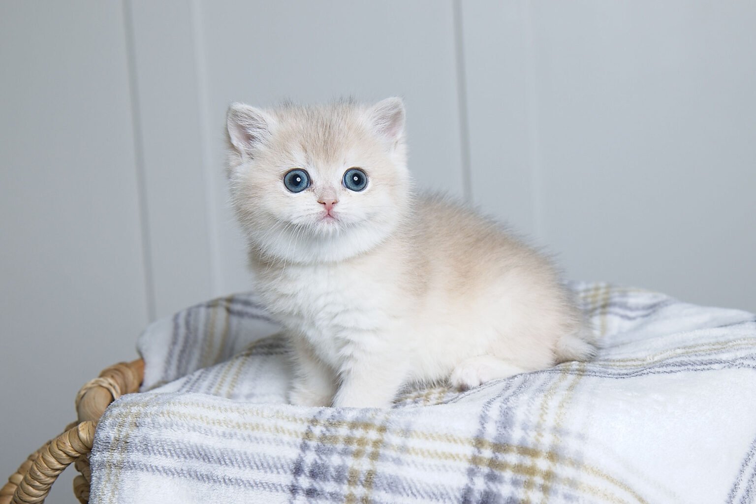 Golden British Shorthair Kittens For Sale - Cats Bring Joy